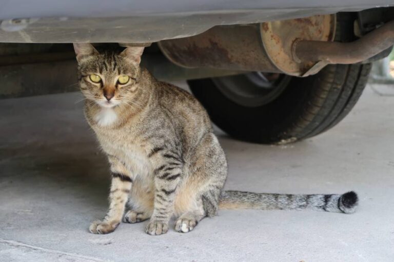 ¿Qué hago si un gato se metió al motor de mi auto? - Equipos Autel
